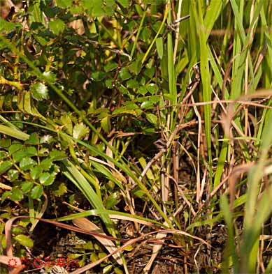 イガクサ Rhynchospora rubra